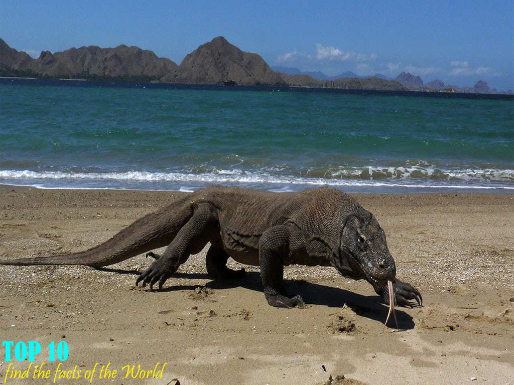 Komodo Island