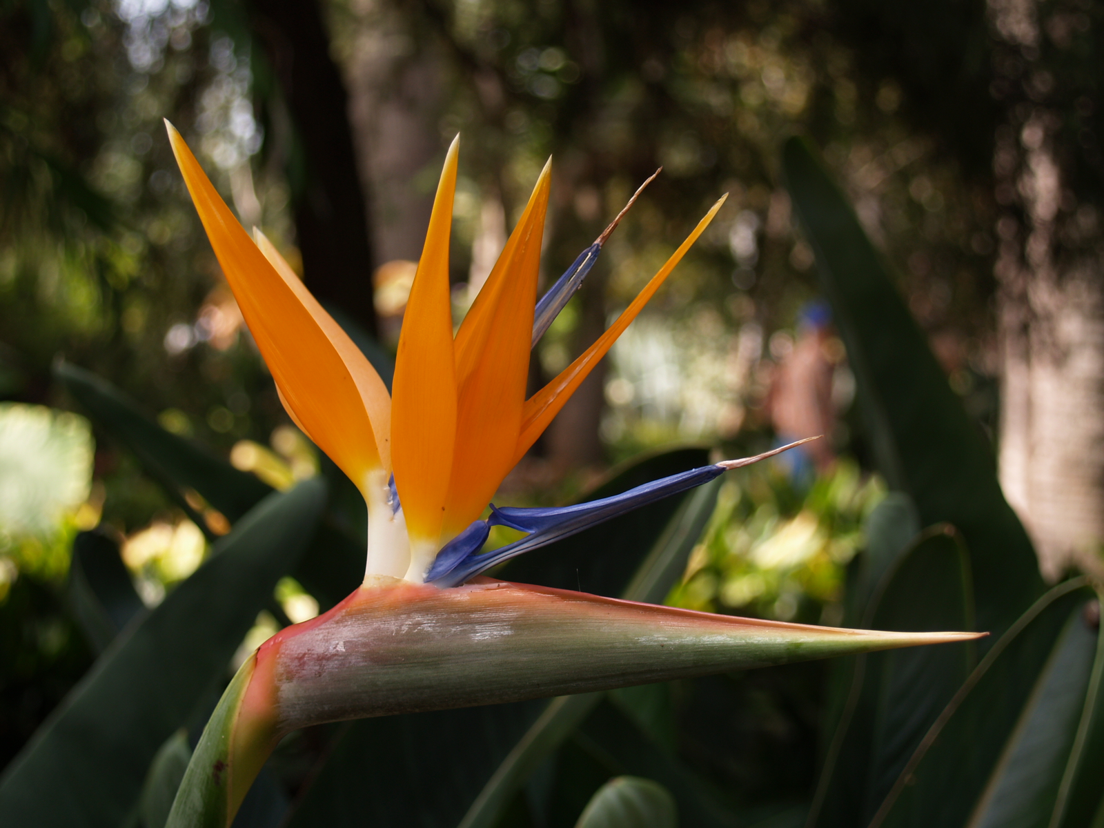 CUADERNO DE CAMPO del Treparriscos: Estrelitzia, la "Flor Canaria".