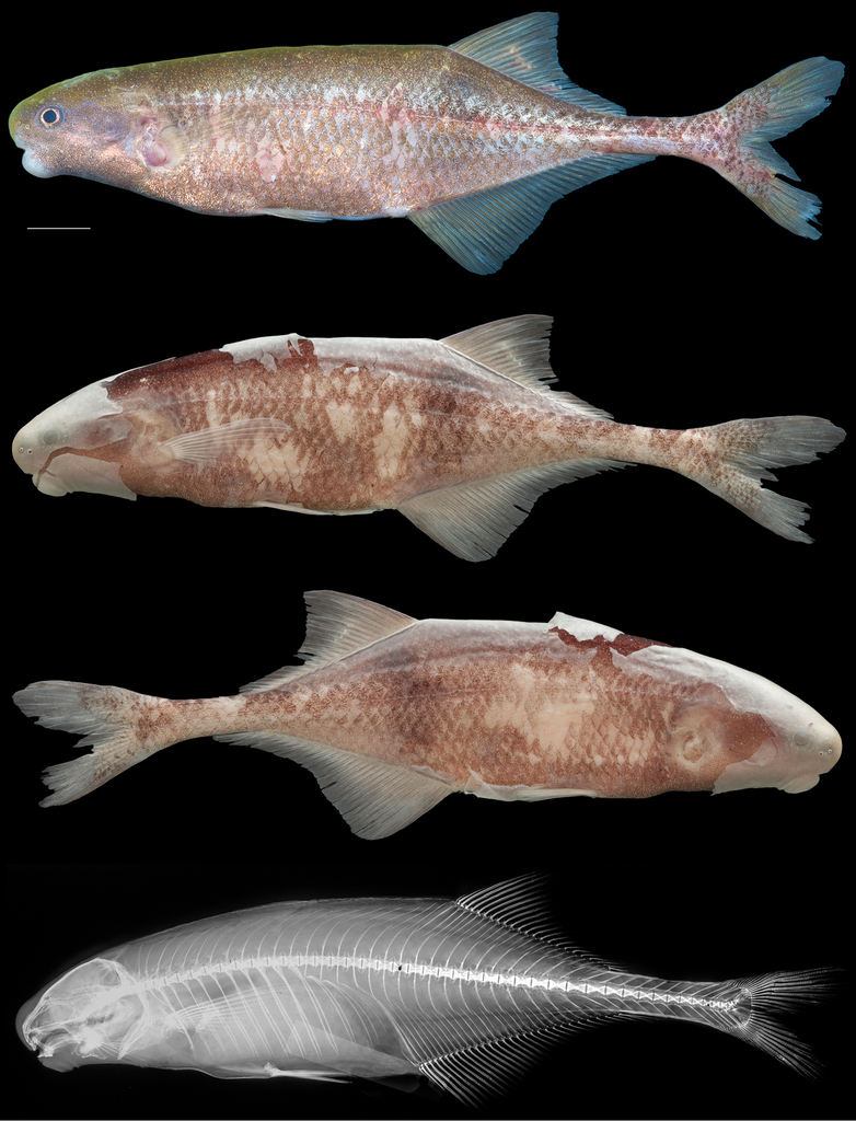 Species New to Science: [Ichthyology • 2016] Cryptomyrus: A New Genus ...