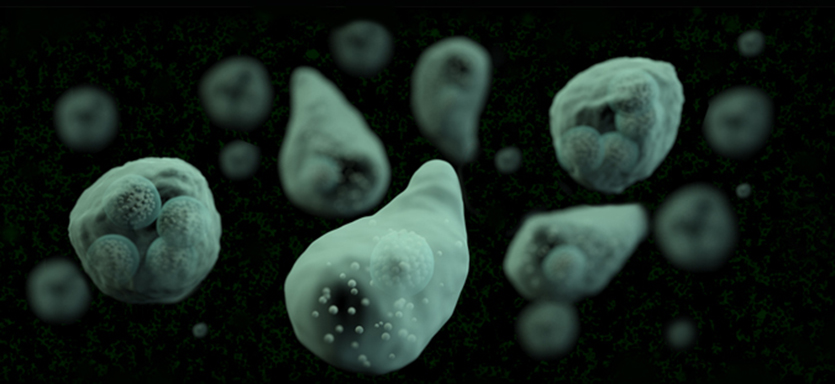 BIOLOGIA MOLECULAR: PRUEBA CONFIRMATORIA DE AMEBIASIS