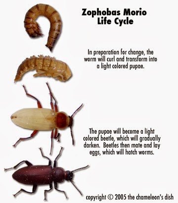 AZIZ SUPPLIER ULAT JERMAN DAN ULAT HONGKONG: Ulat jerman