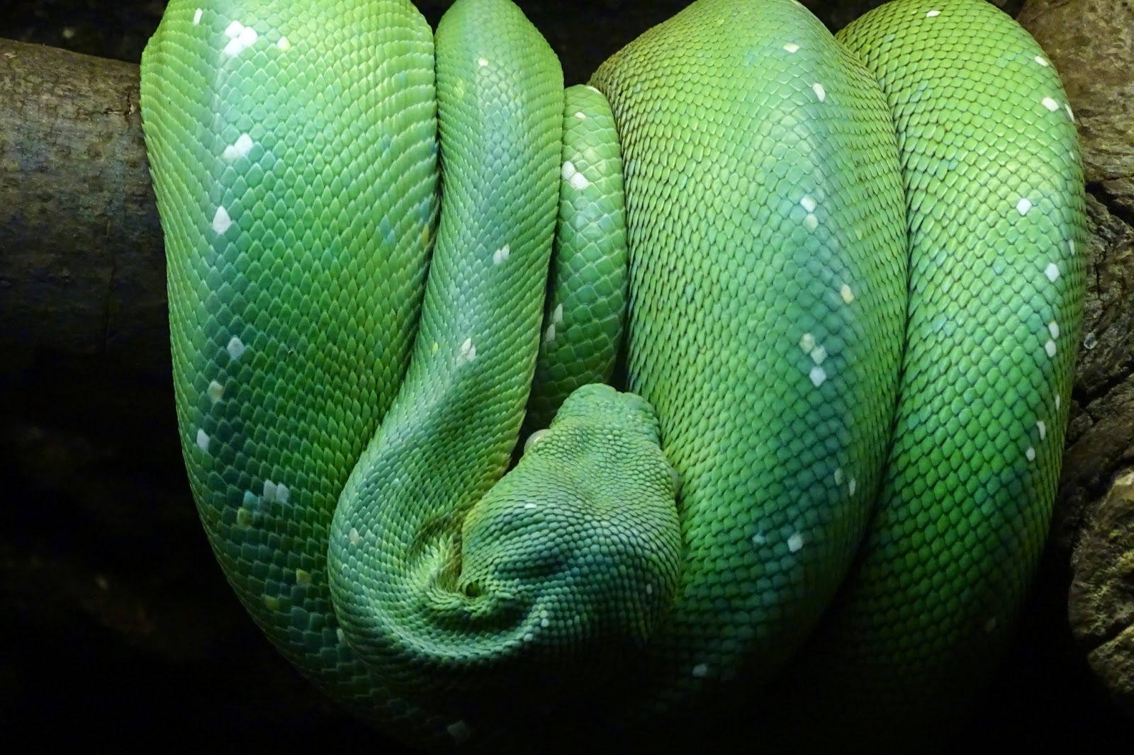 SERPIENTES DE TODO EL MUNDO: BOAS Y PITONES