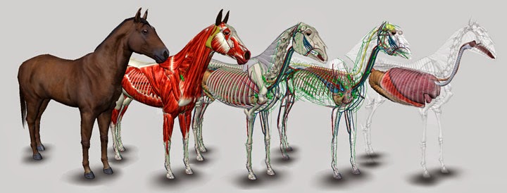 Anatomia Animal: ANATOMIA ANIMAL.