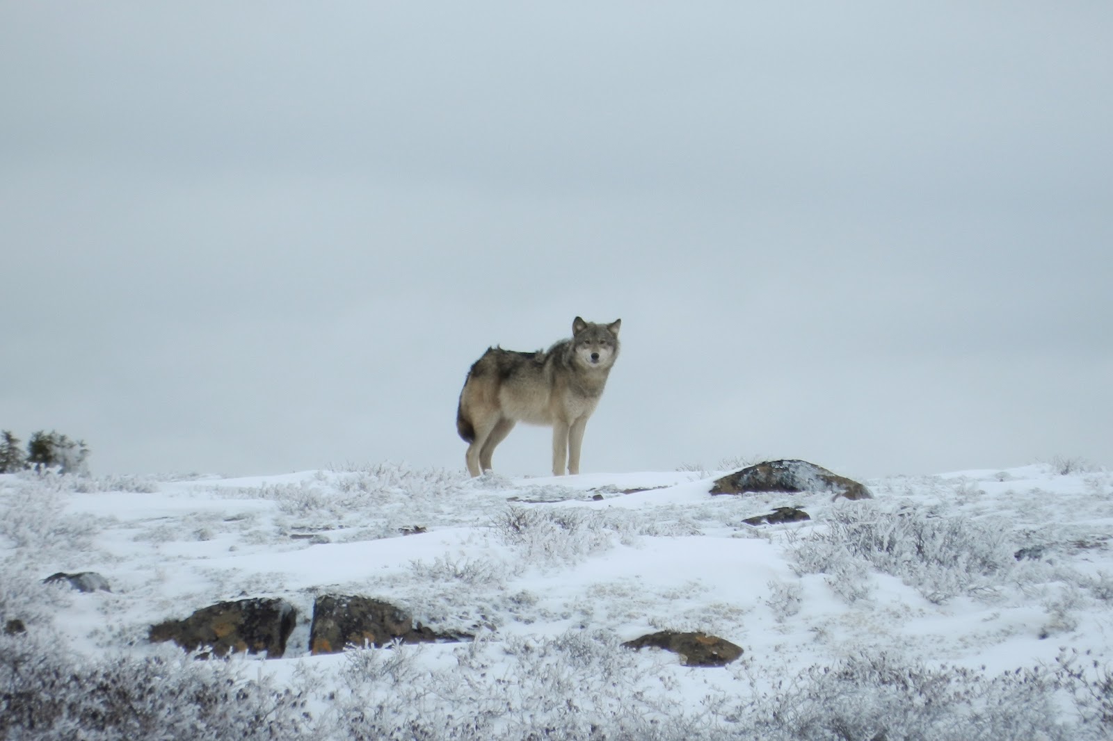équilibre instable: au nord de Schefferville Qc - north of Schefferville Qc