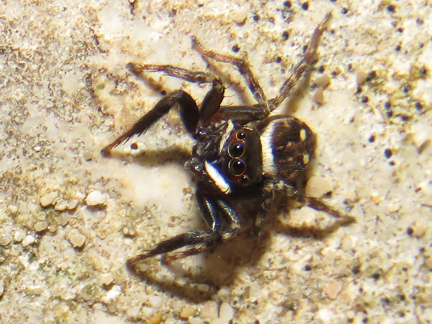 BugBlog: Salticidae: Jumping spiders