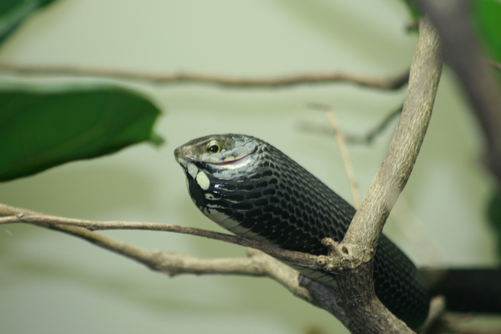 Wild Wonder: BOOMSLANG