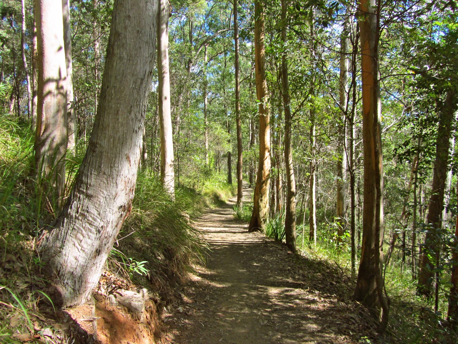 Walking with Friends Down Under: Mid WINTER walk - Mt Cootha