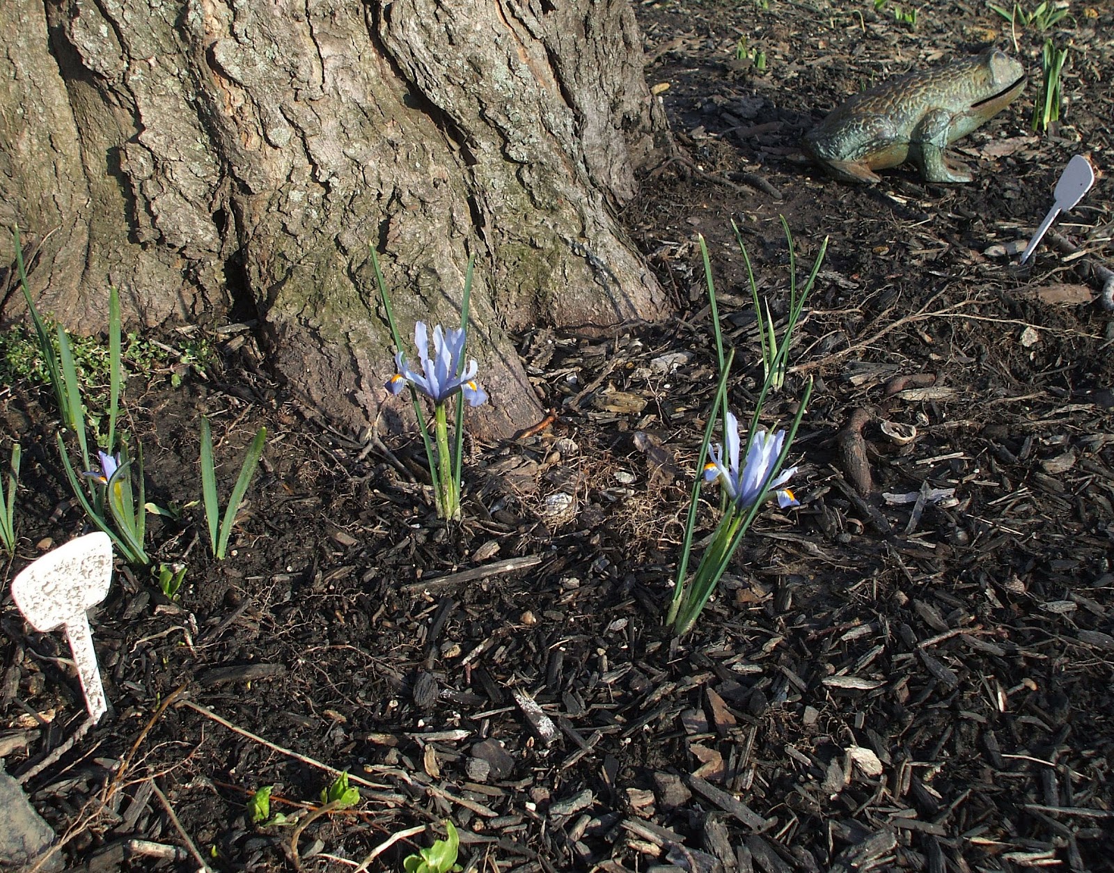 Suburban Gardeness: Planting the Raised Bed and Irises Blooming