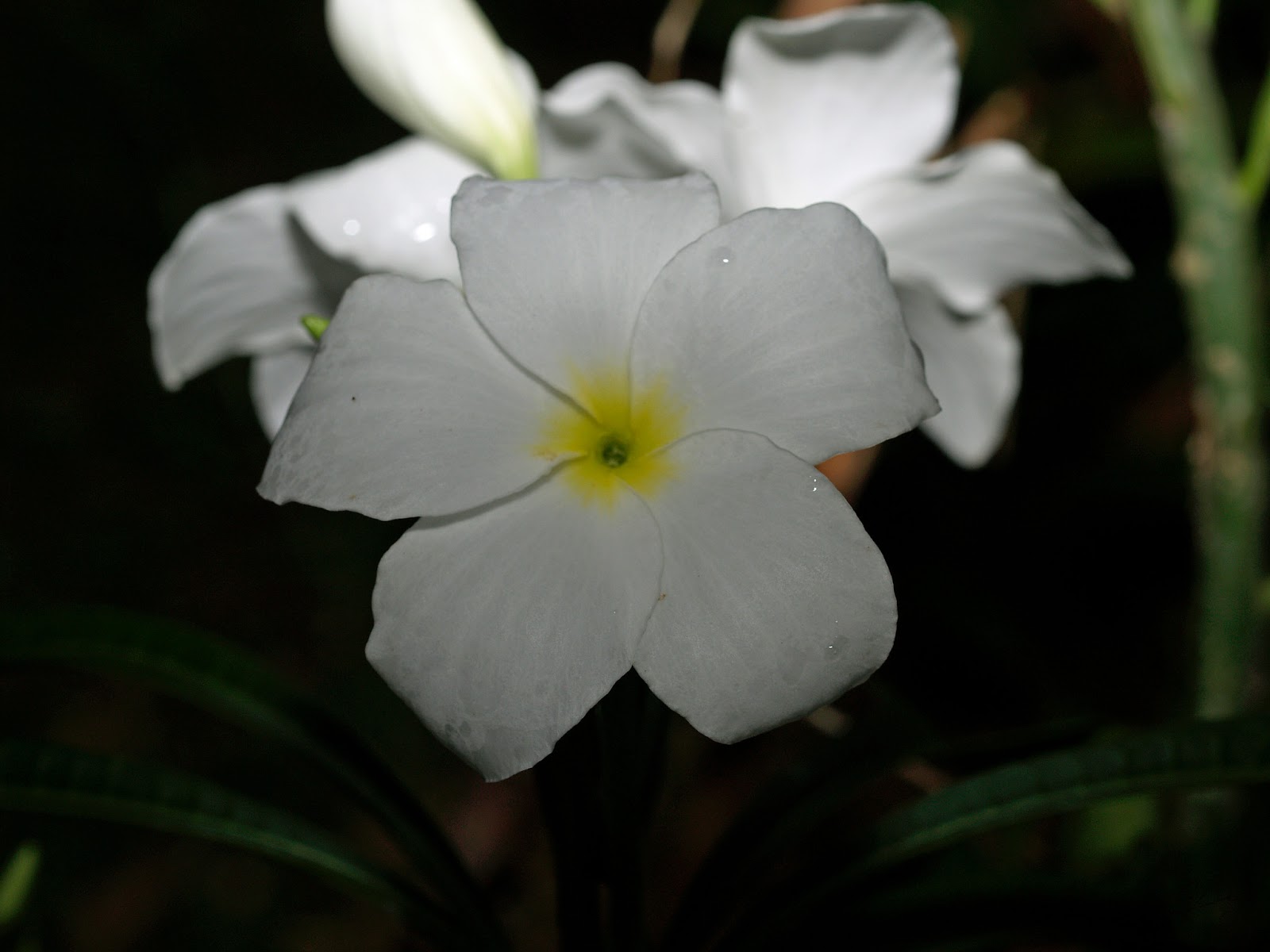 Flora de Puerto Rico Ilustrada Papo Vives: APOCYNACEAE PLUMERIA ALBA ...