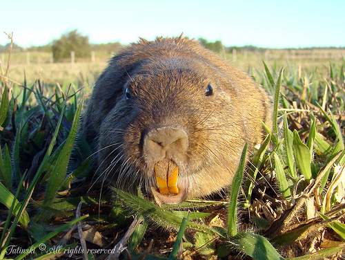 BIBOCA AMBIENTAL : TUCO -TUCO