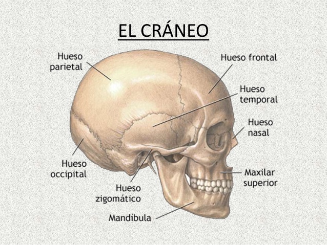 duvancho: El craneo