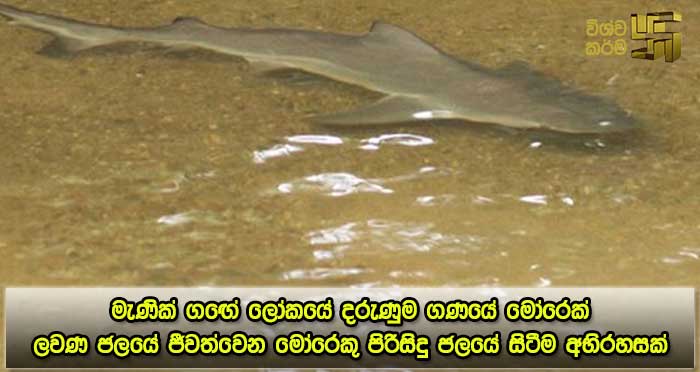 Dangerous Sharks In The Manik River | Wishwa Karma