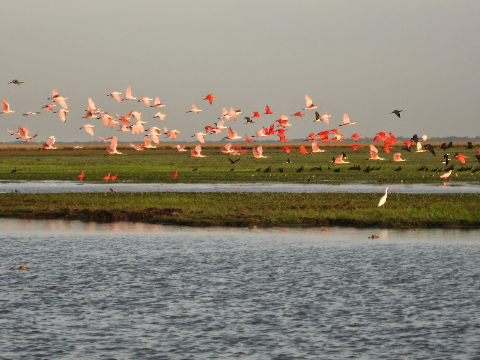 Tu Guia LLanera: Estado Apure