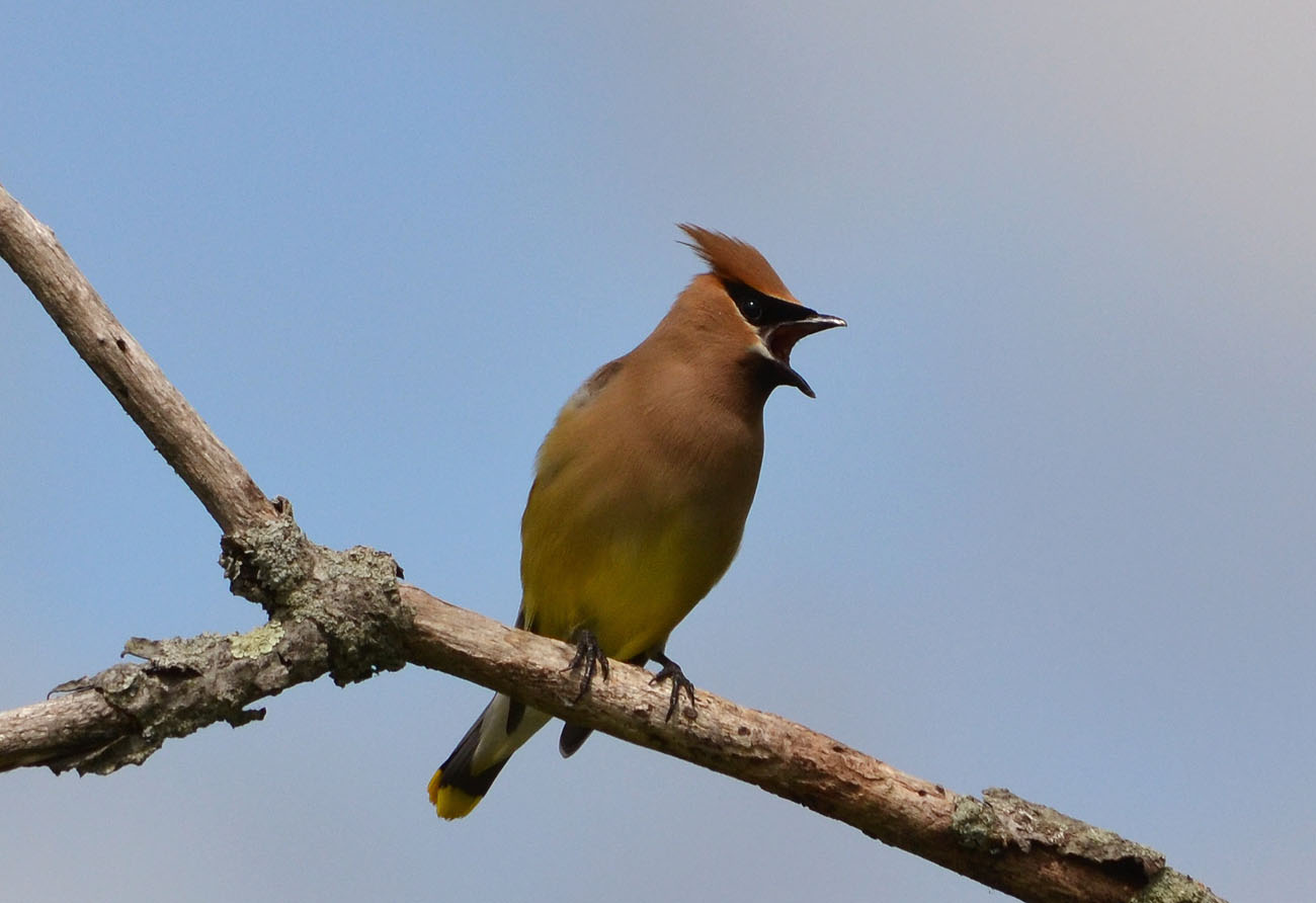 Woods Walks and Wildlife: Monarch on the Sand, Punky Cedar Waxwing, and ...