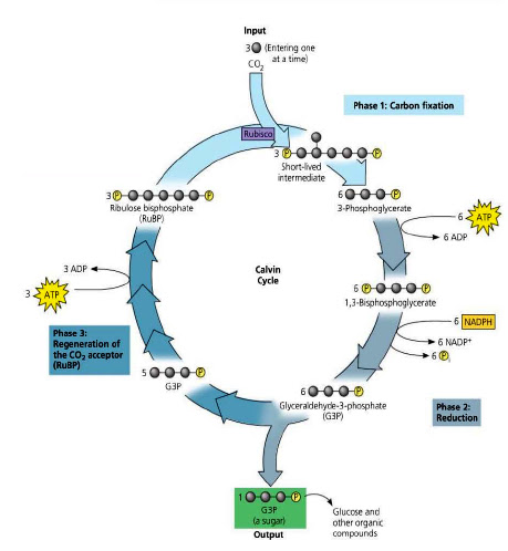 Easy Bio, Master Bio: Light Independent Reaction