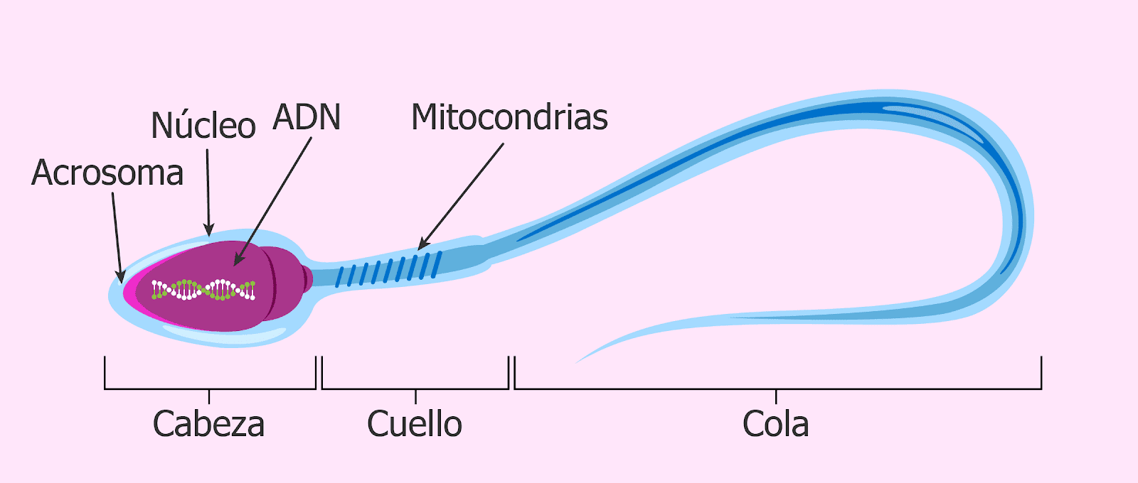 CMI Biología 3º ESO: T-7 La reproducción (apuntes)