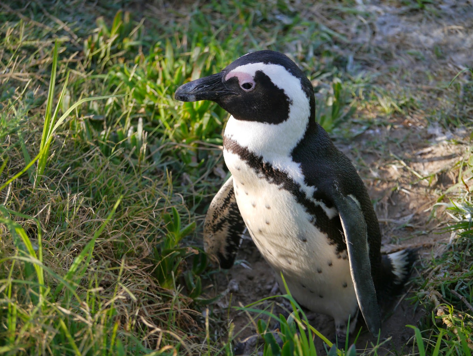 Robben Island Penguin Tracks: April 2014