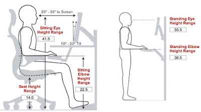 Human Anatomy & Ergonomics