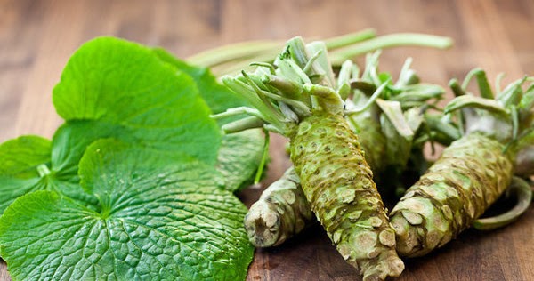 Mengenali Lebih Dekat Tumbuhan Wasabi |MyRokan