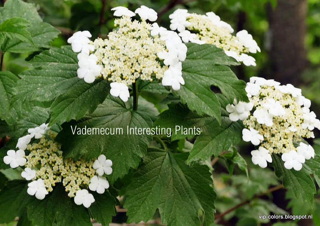 Viburnum Opulus Compactum Nanum - Télécharger