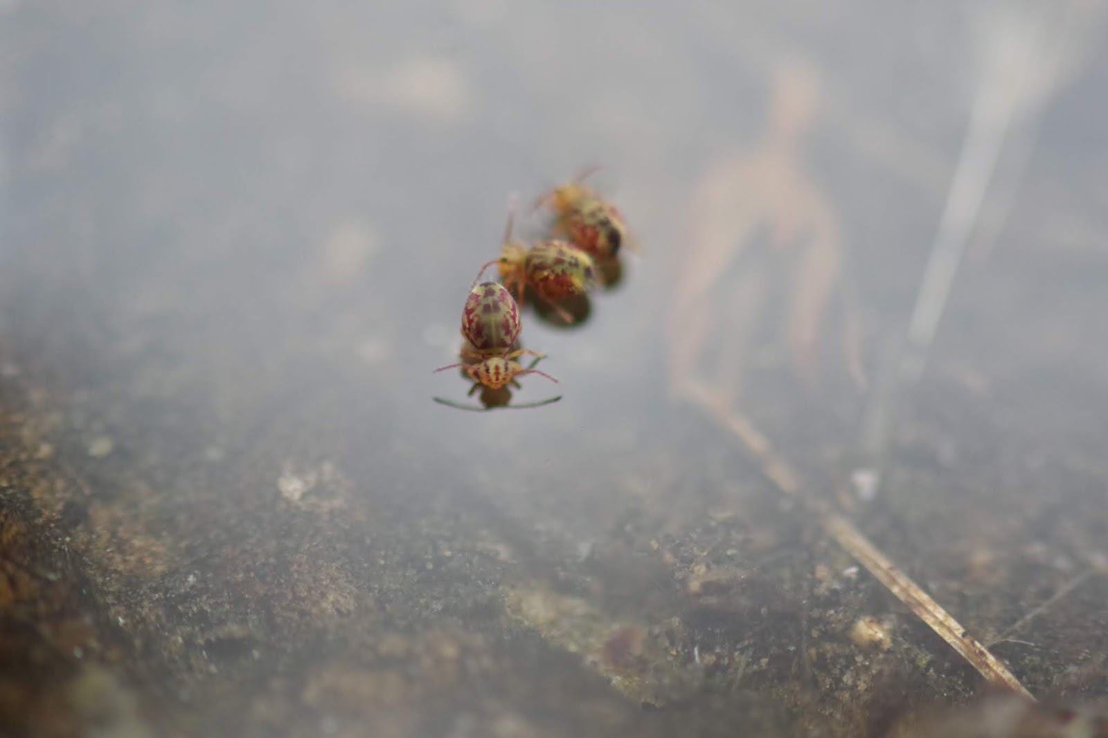 The Bugs in the Backyard: Walking on Water
