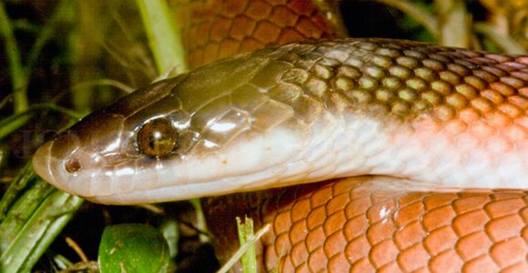 The Herpetology of Trinidad and Tobago: October 2016