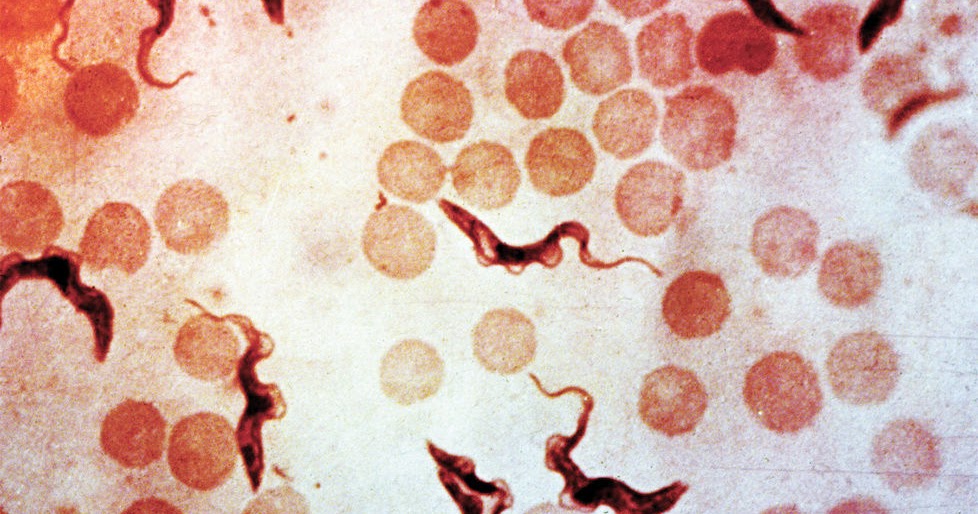 Ciências Biológicas: Trypanosoma cruzi (Doença de Chagas)