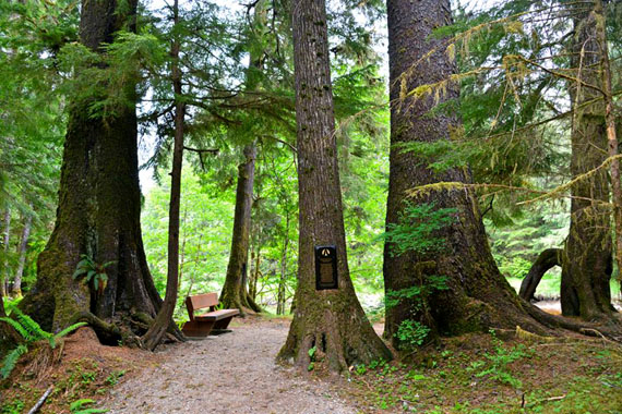 Mysteries and More from Saskatchewan: The Golden Spruce
