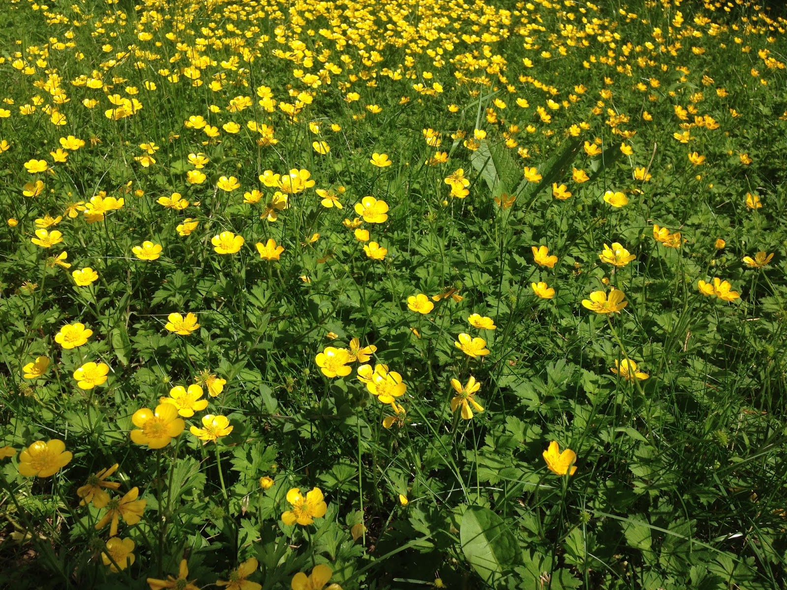 Seeking Kairos: Field of Buttercups