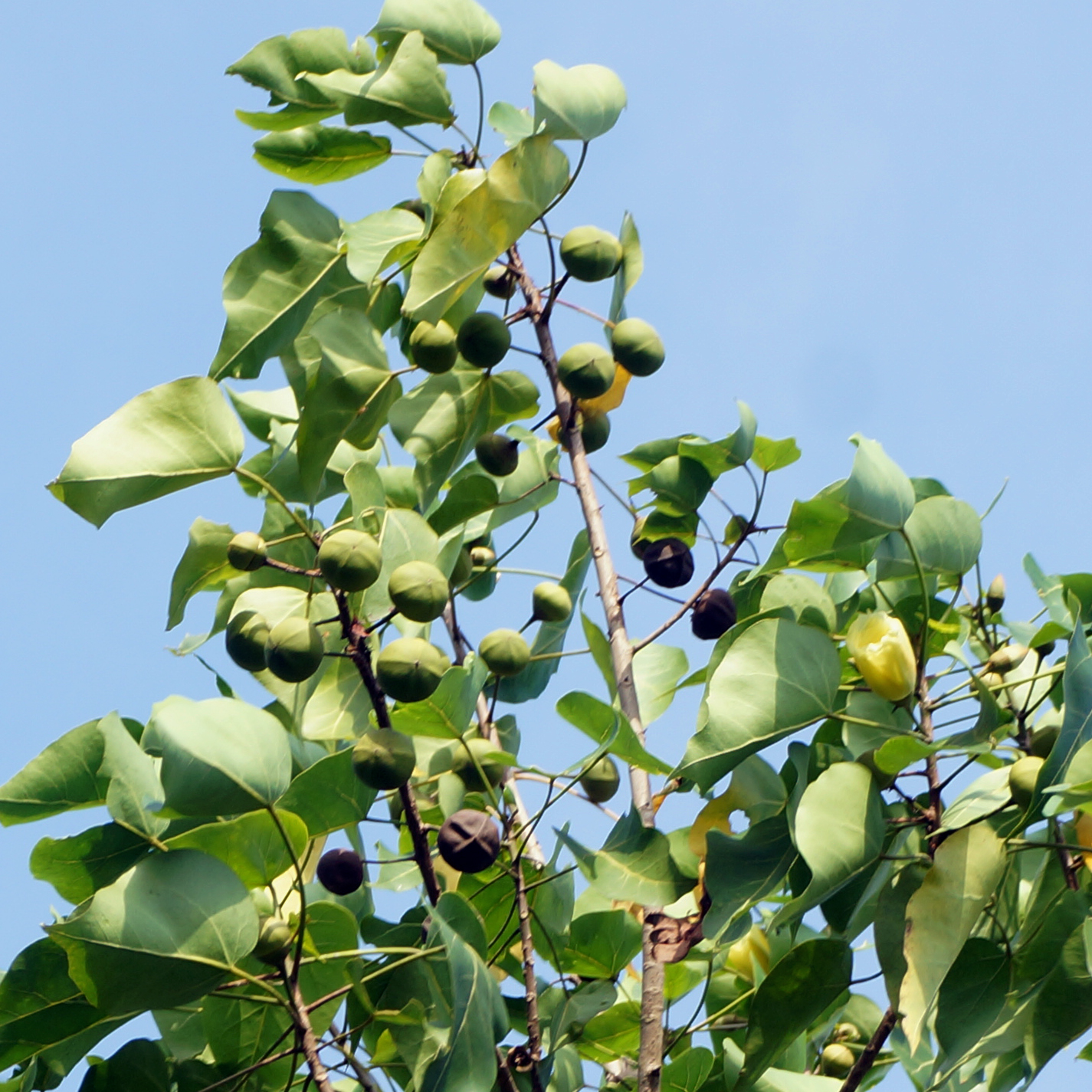 Riverine Parks: Thespesia populnea