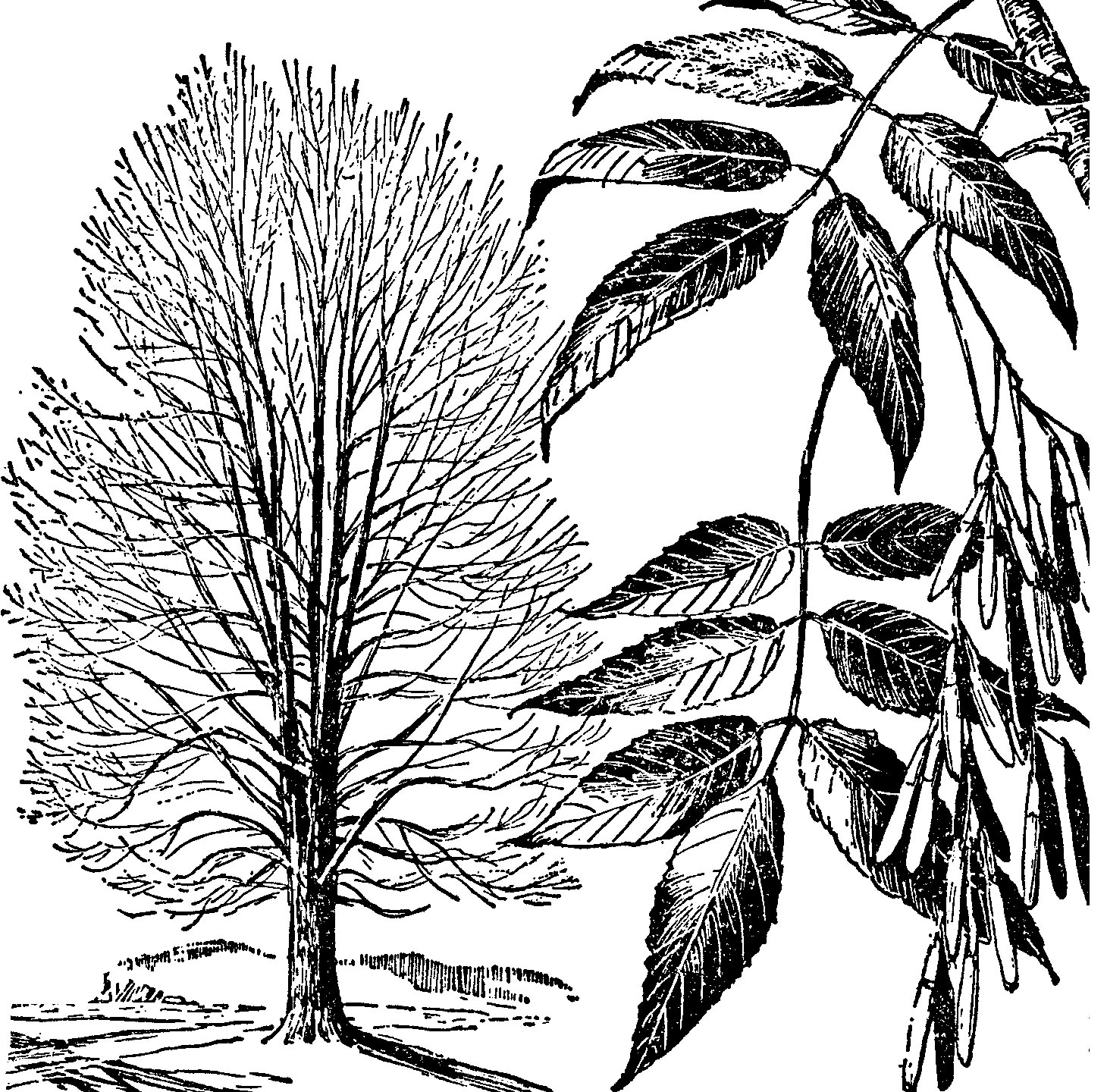 American Folkloric Witchcraft: April Totems: Ash