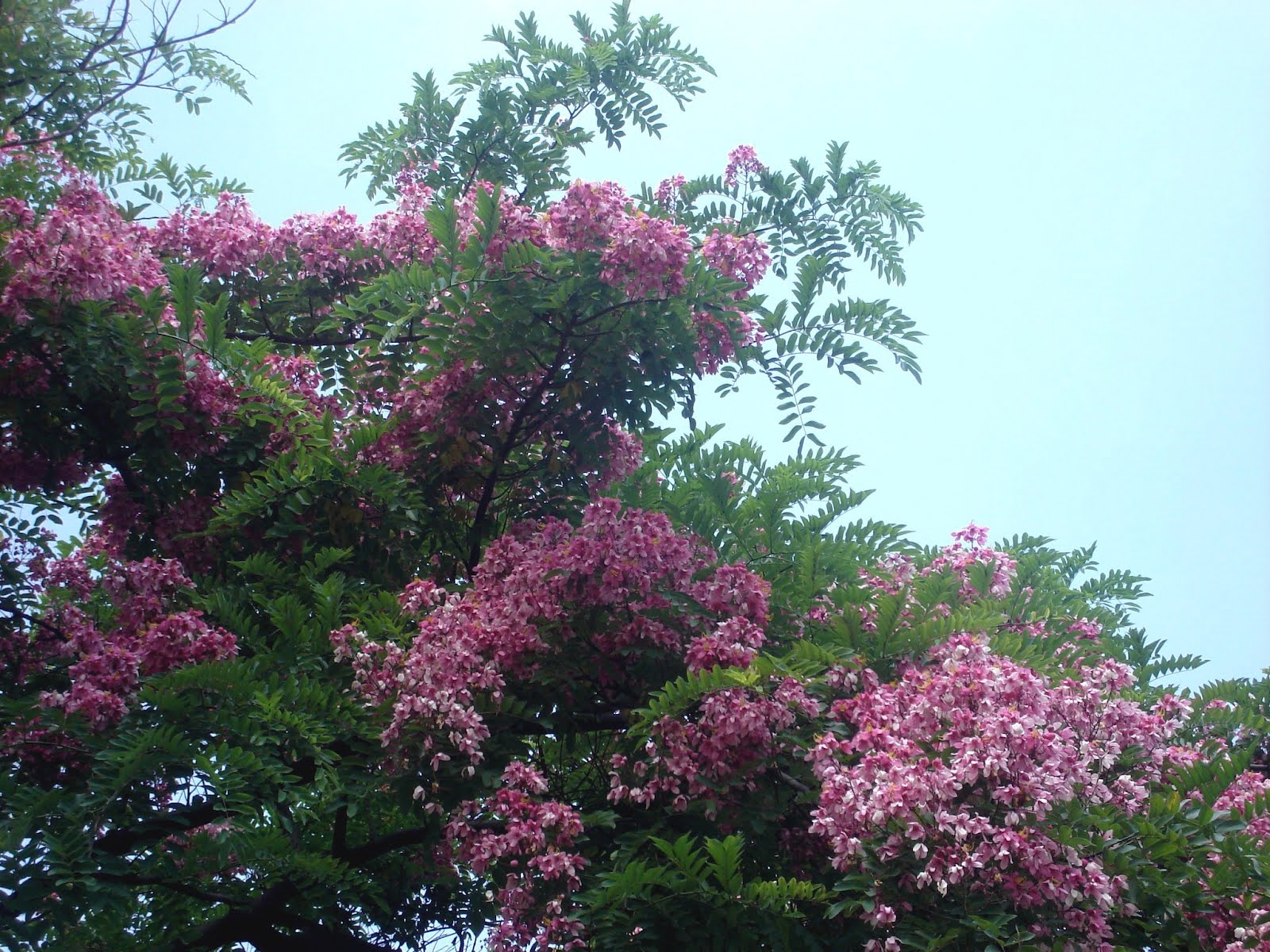 Caliandra do Cerrado: Cássia rosa