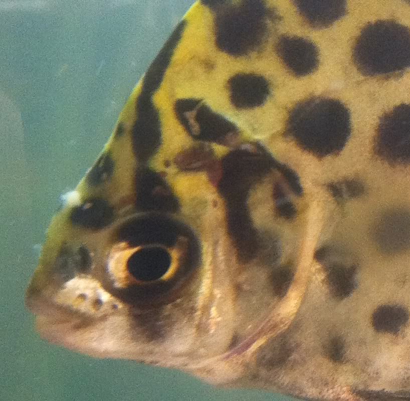 SCAT FISH photos - wallpapers | the fun bank