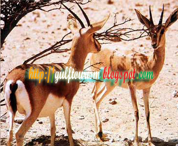 Gulf Tourism in Governorates and Regions Sultanate of Oman