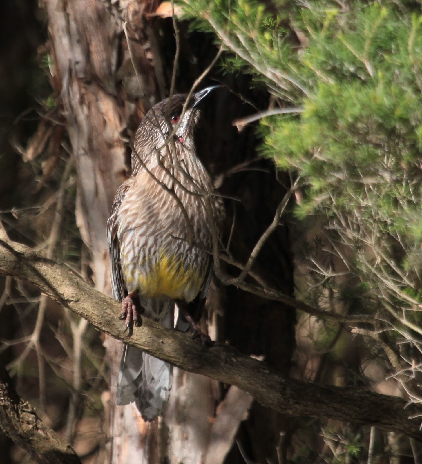 Richard Waring's Birds of Australia: Victorian birds - Lorikeets ...