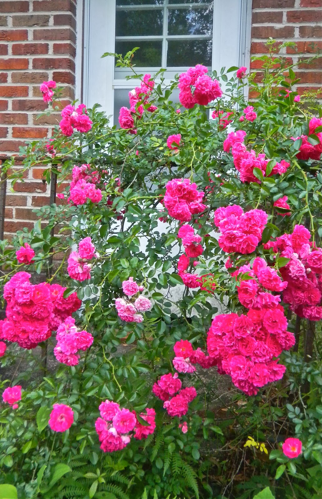 The Traveling Gardener: Anticipation