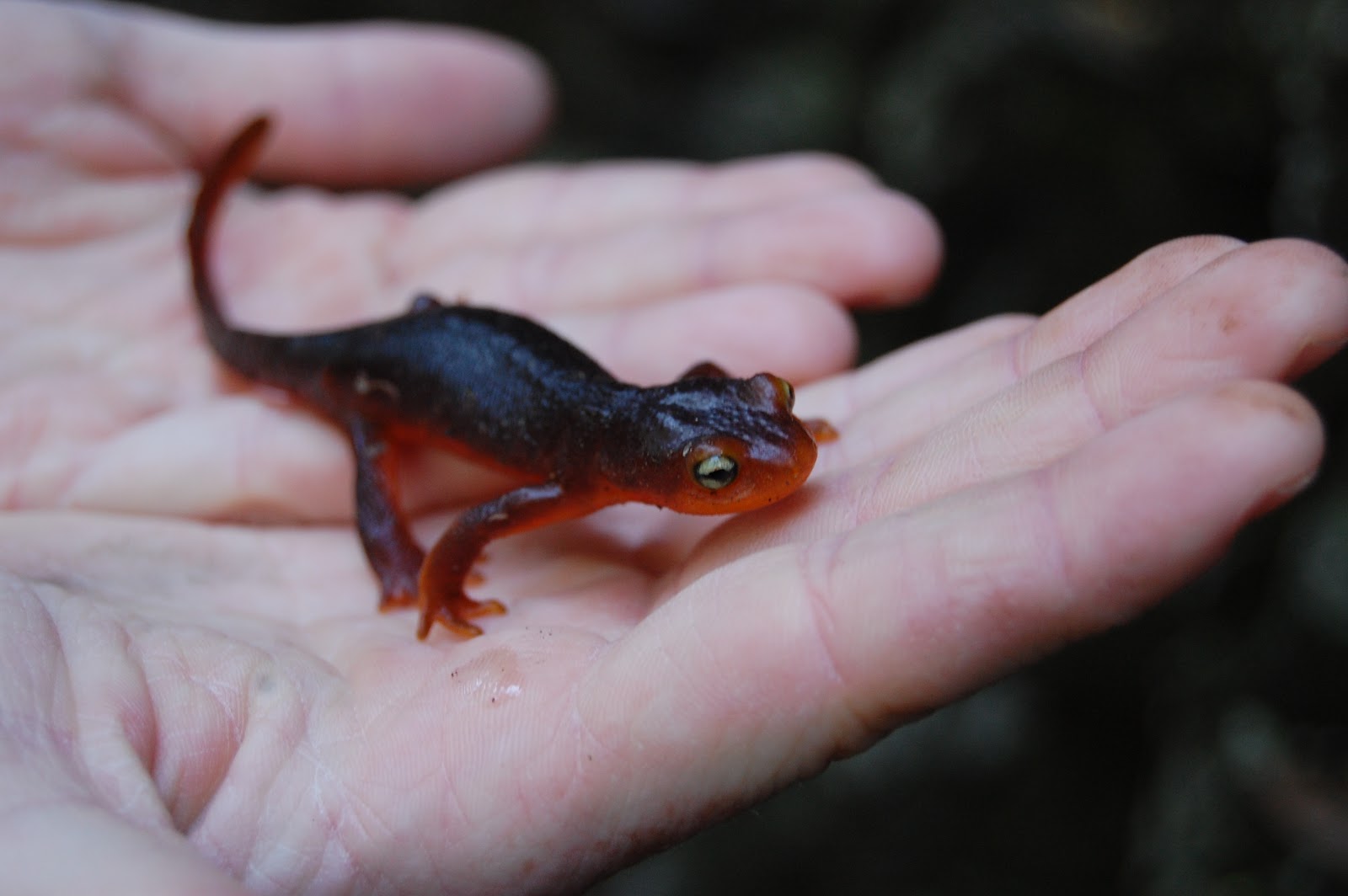 blackoaknaturalist: Good Slime and Bad Slime, Table Mountain 3/23/12