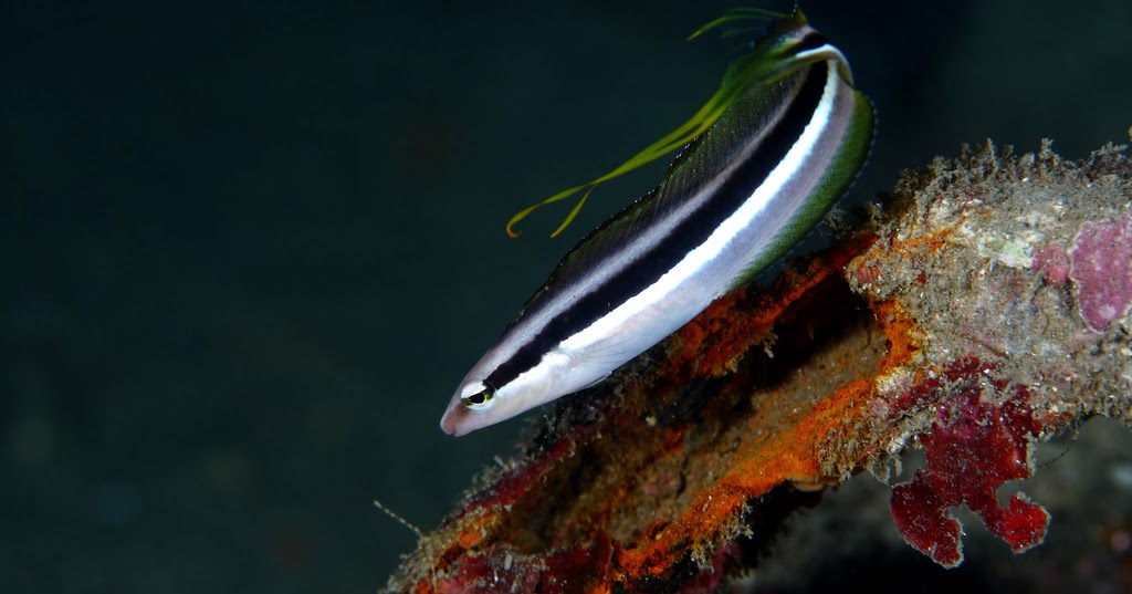 IKAN LAUT ASLI INDONESIA: Bleni