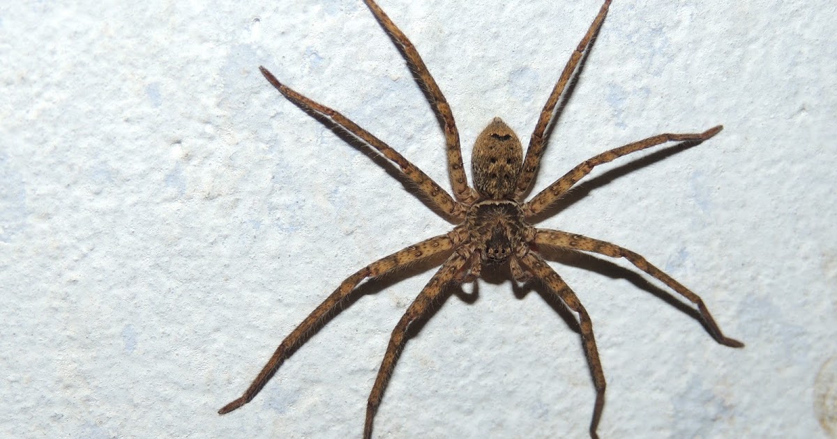 Dera's bio-diversity: Huntsman Spider