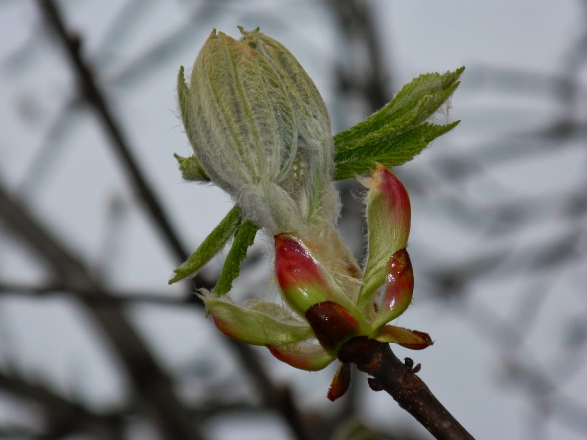 LA MULTI ANI, ROMANIA!: Muguri
