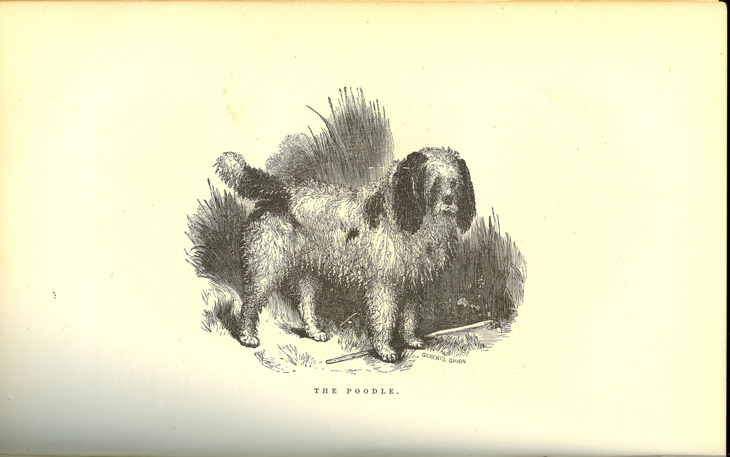 Huxtable The Poodle | Toy Poodle Blog | Parti Poodle: History of the ...