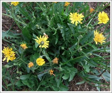 Smooth Hawksbeard ~ Lawn and Turf Care