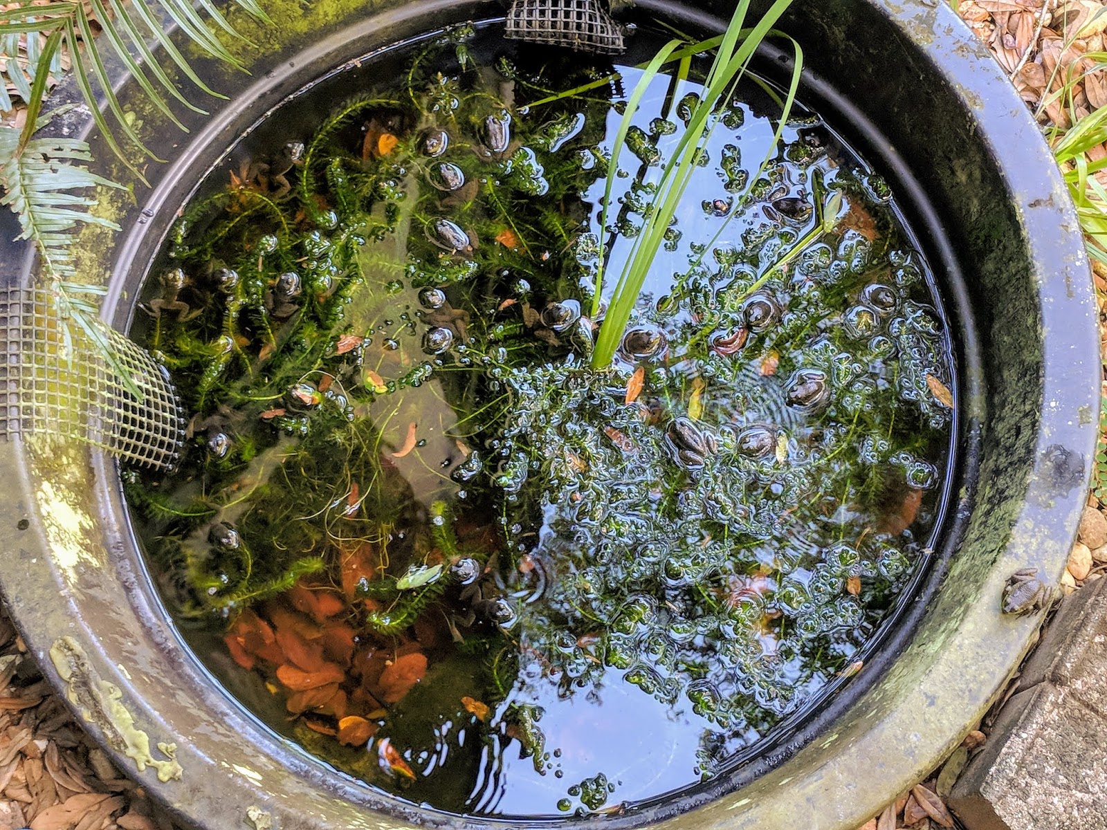 PURE FLORIDA: The Perfect Frog Summer, Perfect Frog Pond, and Perfect ...