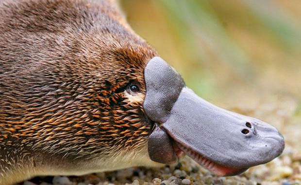 ZOONRIE: Ornitorrinco