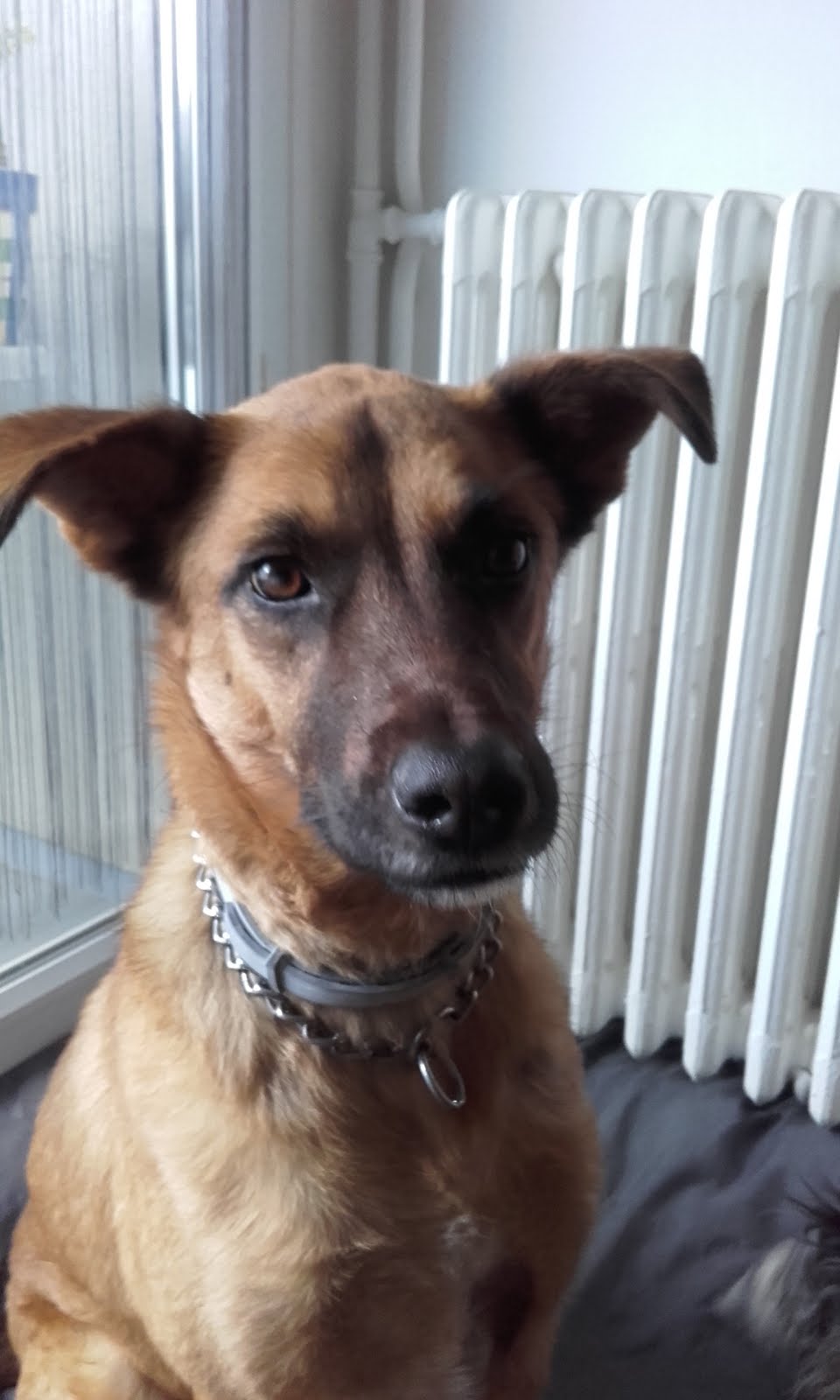 Le berger créole : Les origines du berger créole, un chien attachant ...