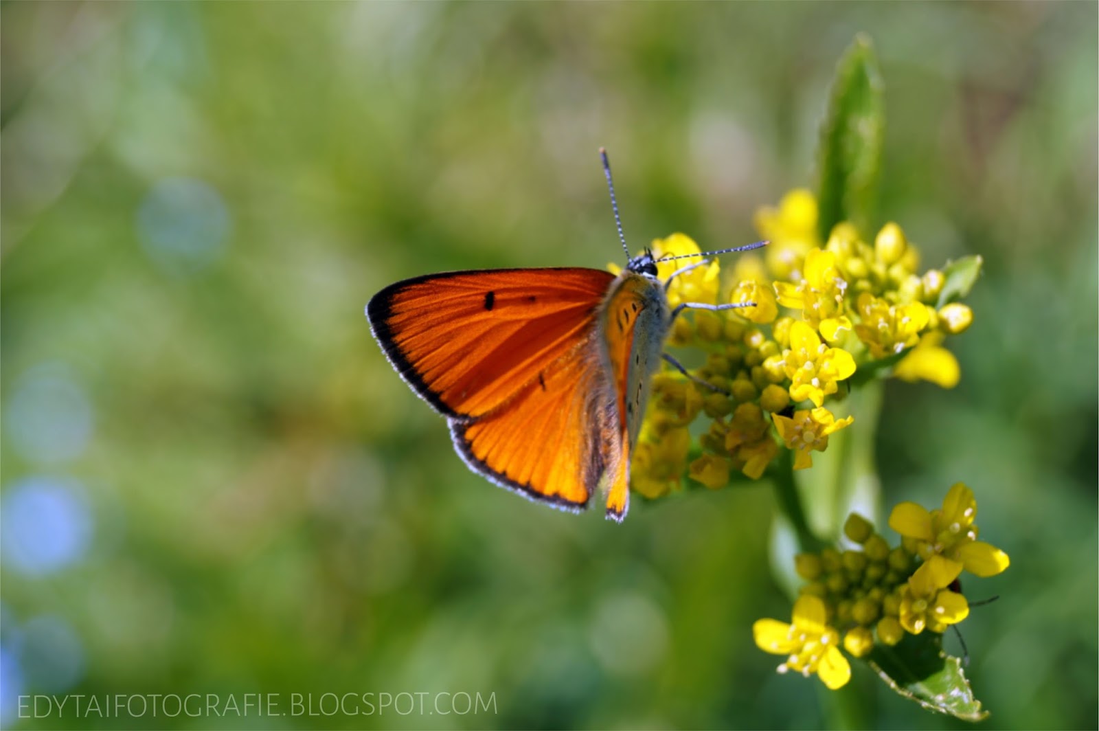 edyta i fotografie: motyla noga ;)