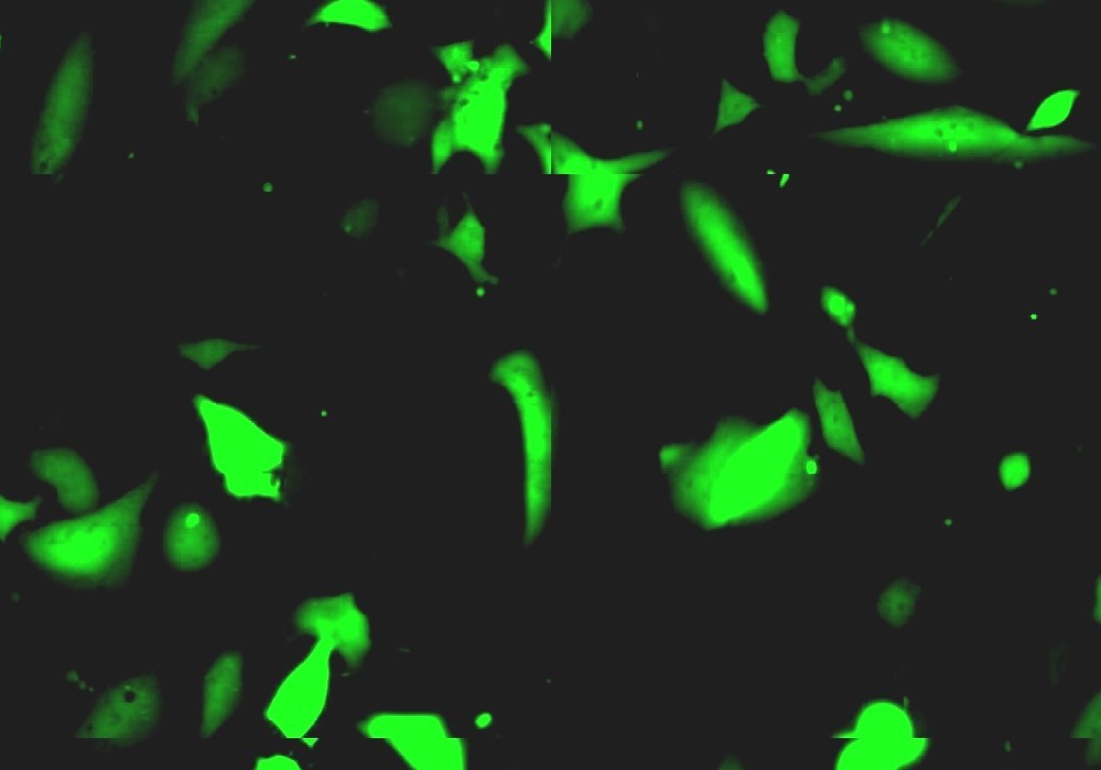 Microglia - Human Microglial Cell Line