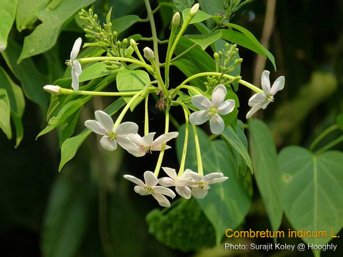 Medicinal Plants: Quisqualis indica Combretum indicum Rangoon Creeper