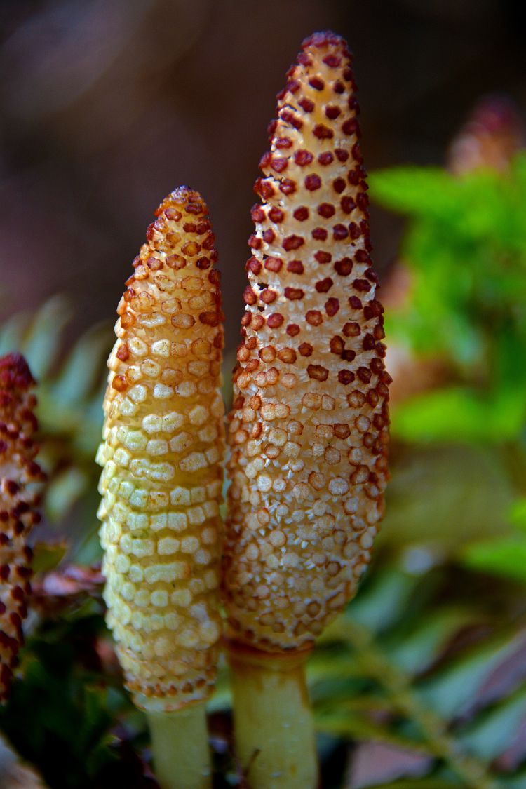 Shutterbugs Capturing the World Around Us: Weird Plants