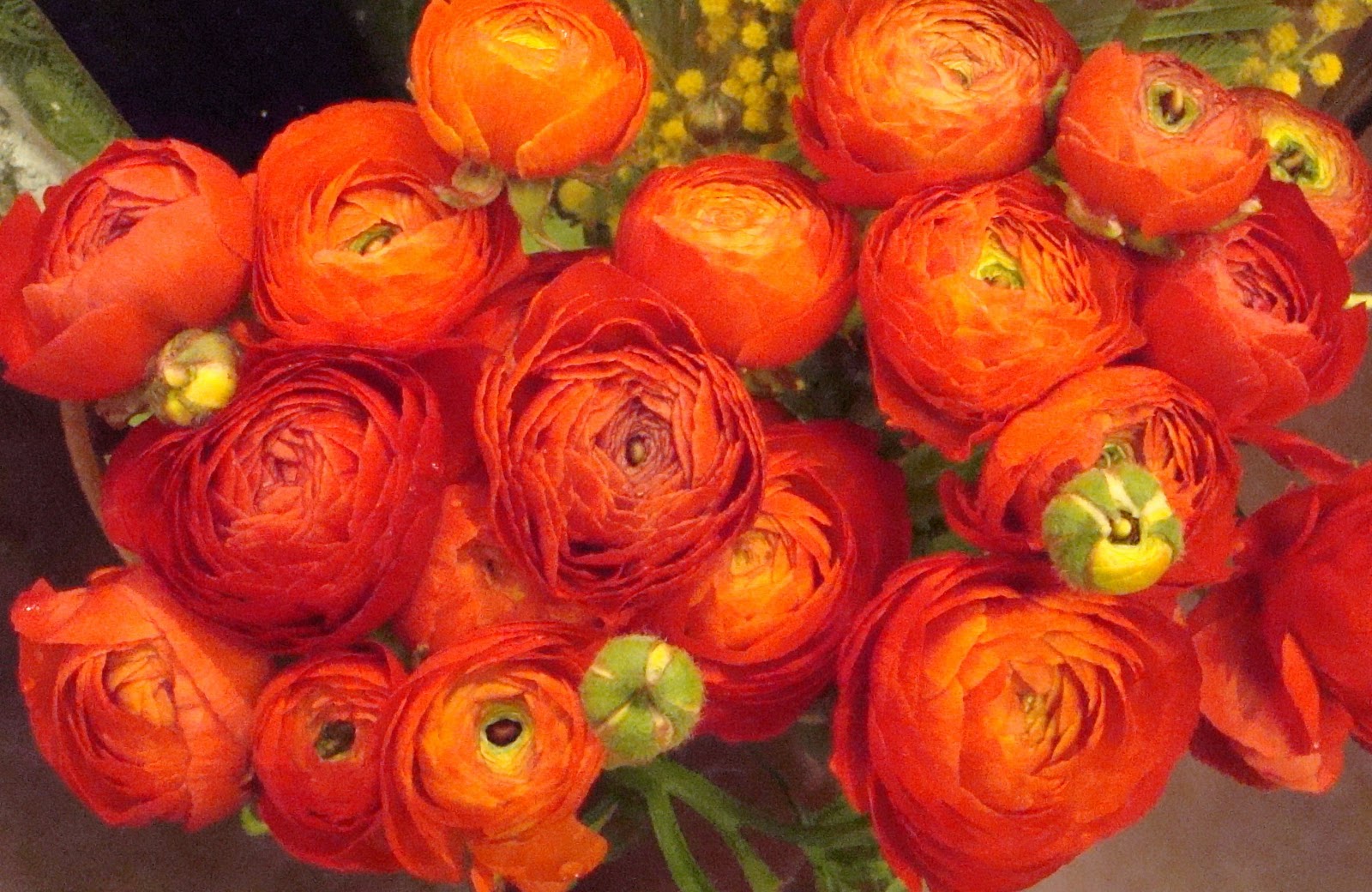 Fleuriste Isabelle Feuvrier: la renoncule